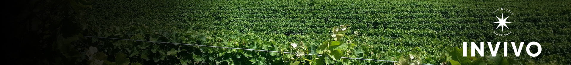 Invivo – Victoria Wines